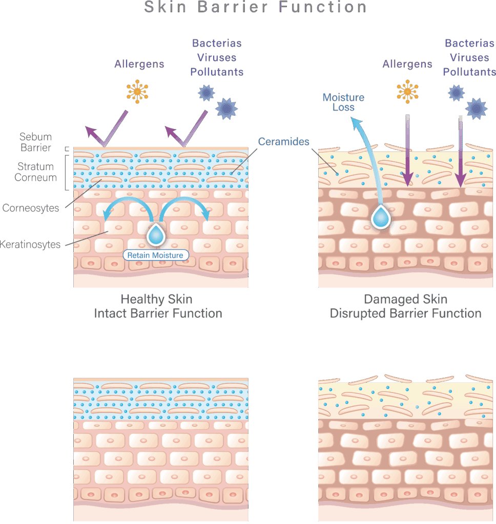 Strengthening the Skin Barrier: How Scott Bader Ingredients Power One ...
